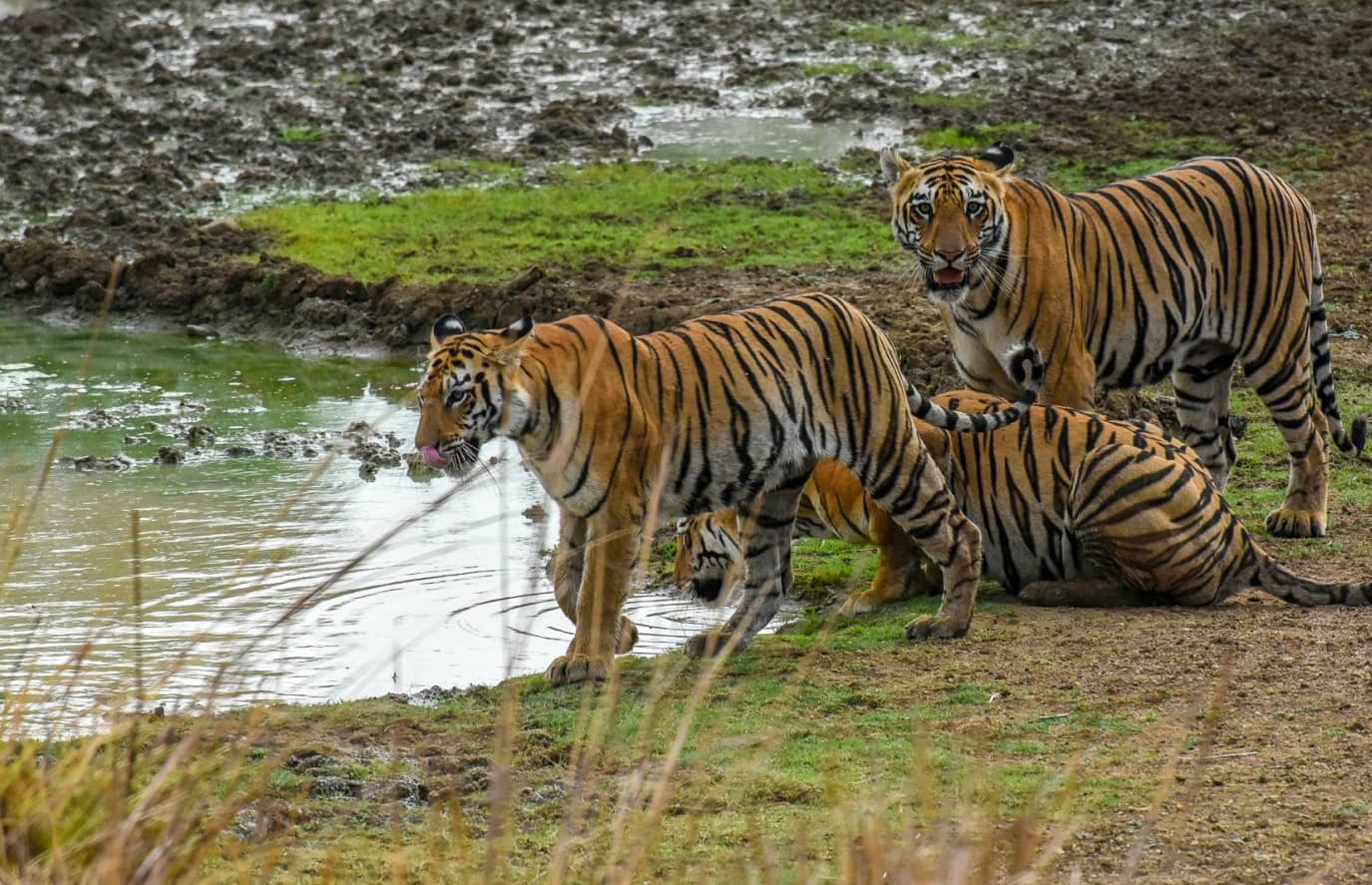 Tadoba Andhari Tiger Reserve | Travel And Tour World - Travel - Read ...