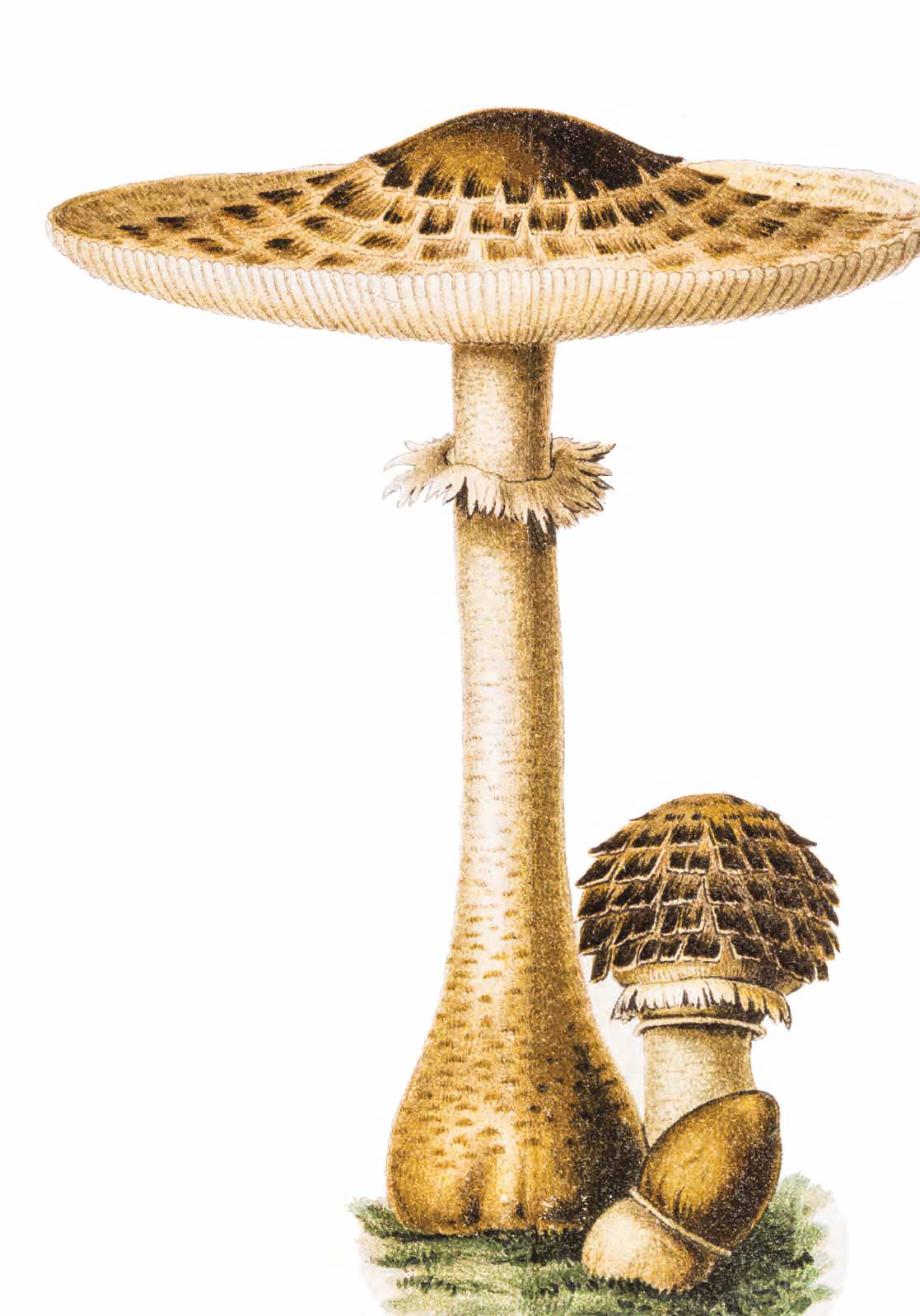 SHROOMING: HONGOS PARA SER MÁS BONITA Y FELIZ