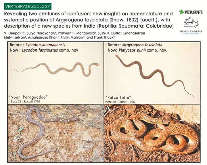 Researchers Discover New Snake Species From Tamil Nadu