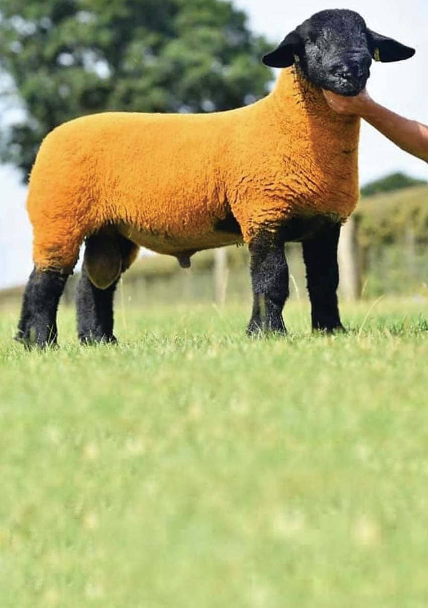 Sheep? It's A Lamborghini | Daily Mirror - Newspaper - Read this story ...