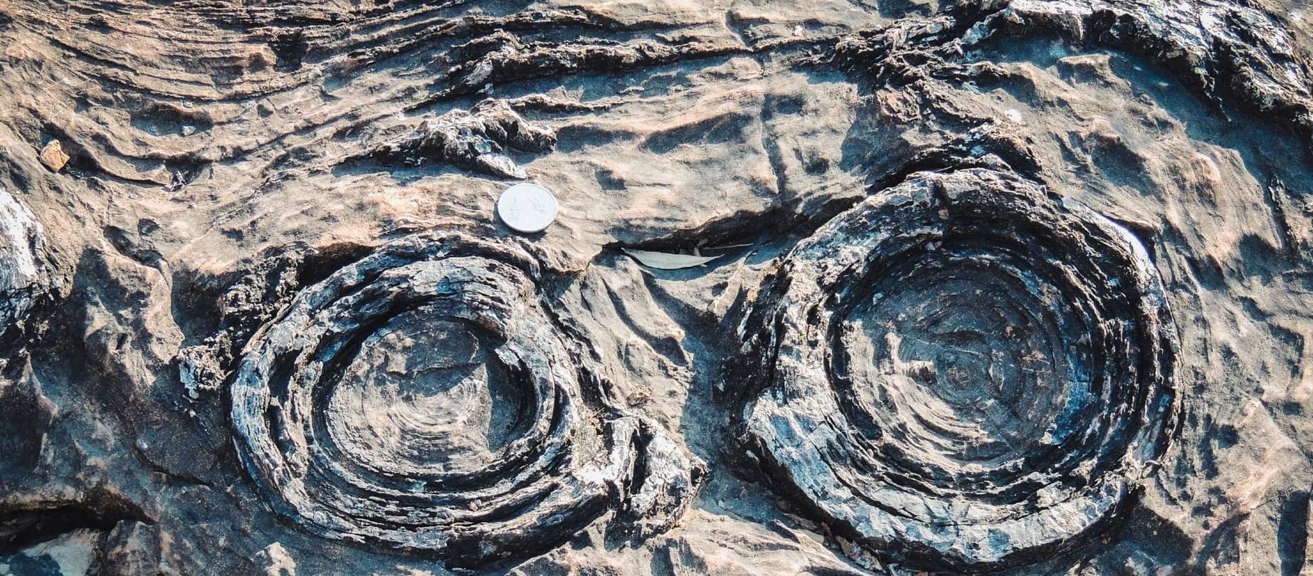 Stromatolites - The Building Blocks Of Life