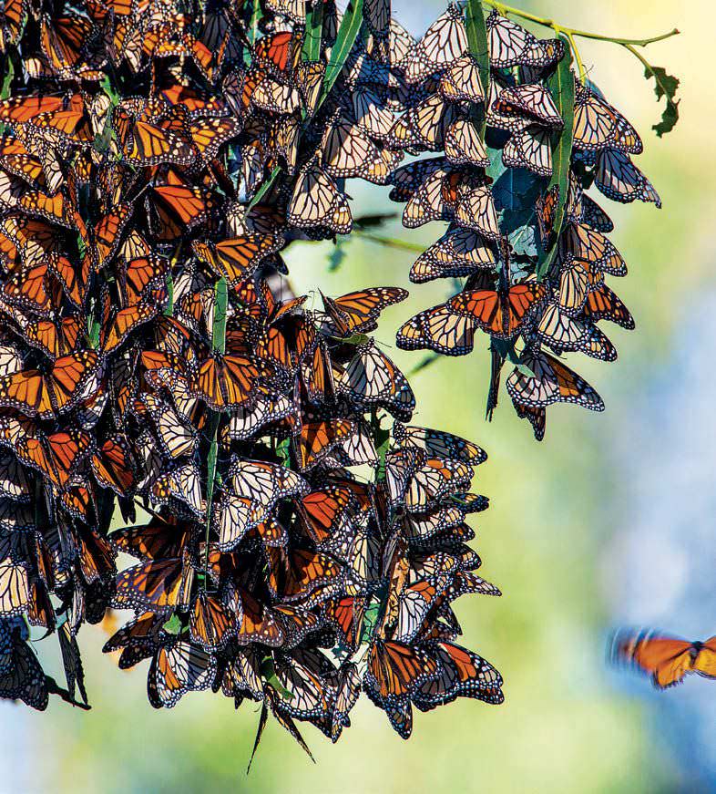 The Butterfly Effect