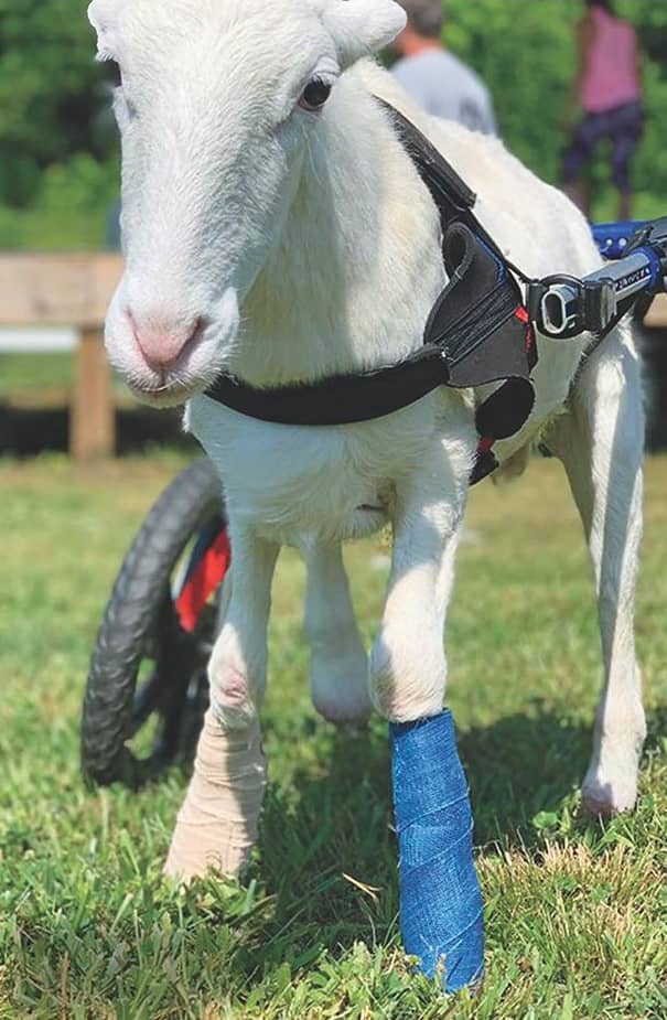 What The Flock? | Globe - Entertainment - Read this story on Magzter.com