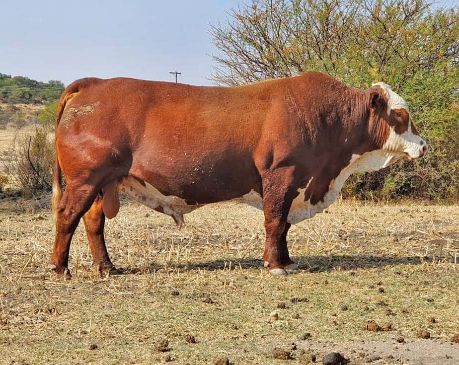 Meat Cattle Breeds In South Africa at Barry Atchison blog