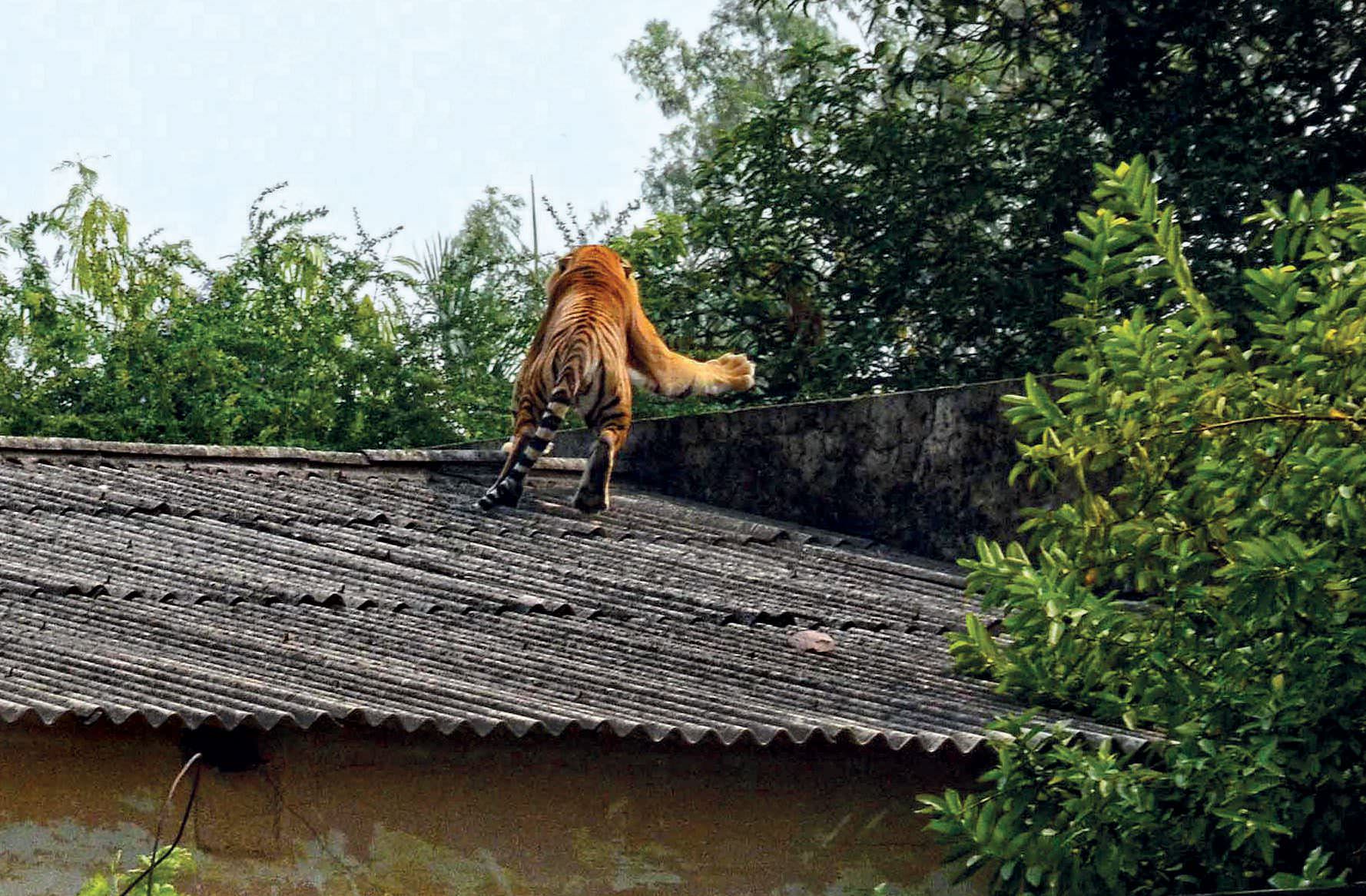 Tracking the Big Cats | India Today - News - Read this story on Magzter.com