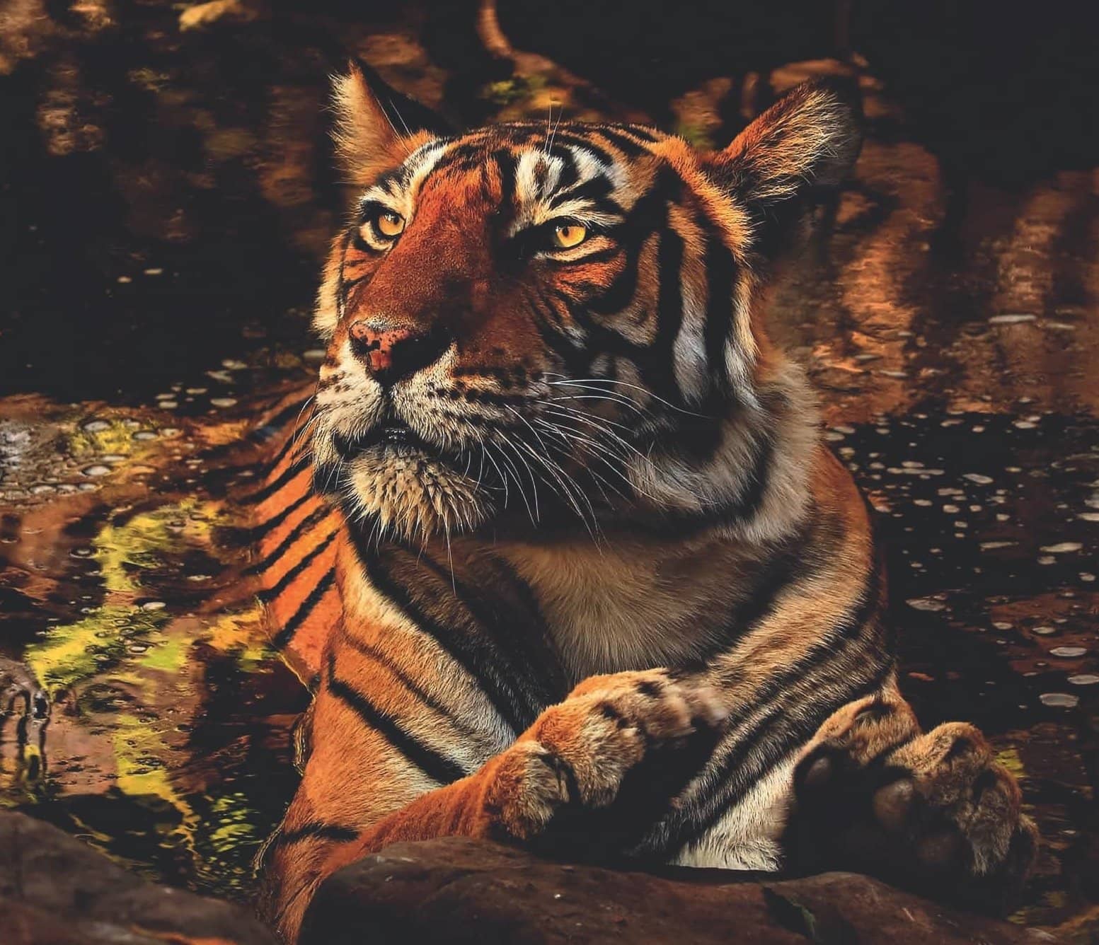 Life And Times Of A Tiger Queen