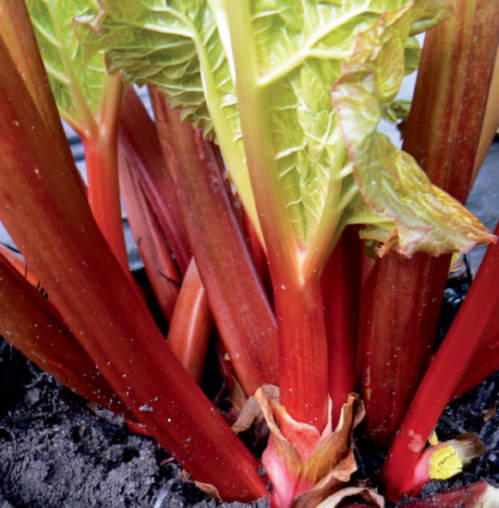 What's Hot Right Now | Good Organic Gardening - Gardening - Read this ...