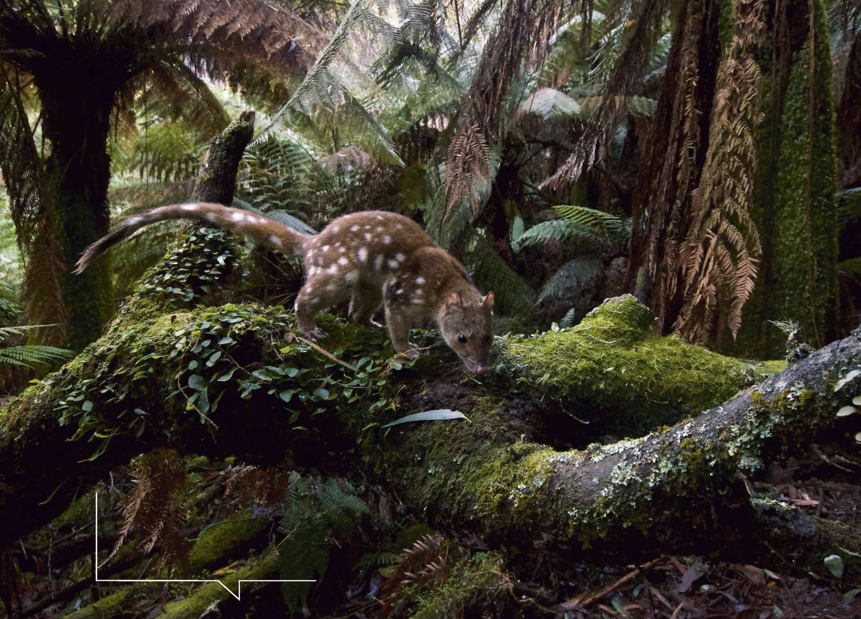 The Quest For A Quoll