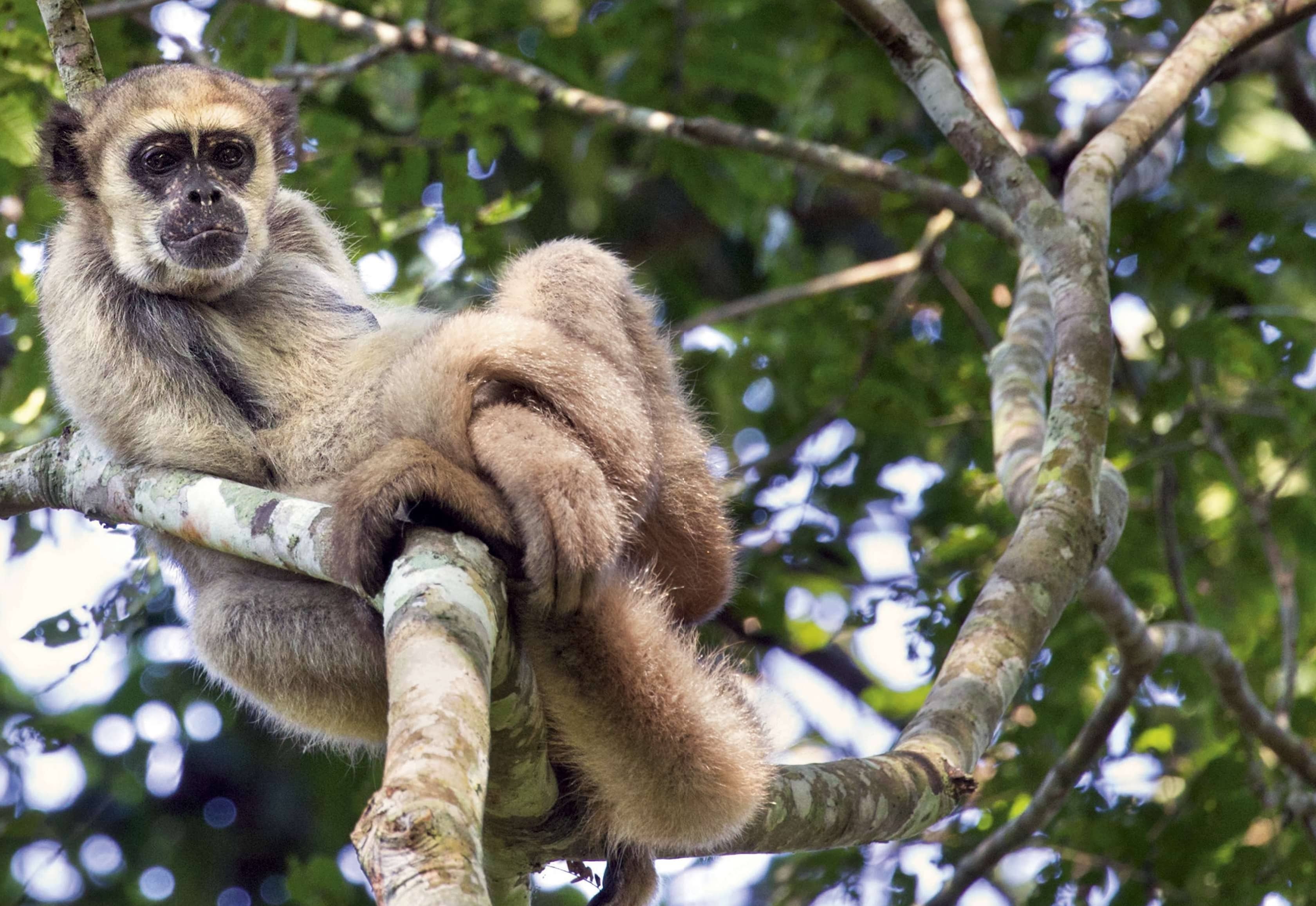 Mild Mannered Monkeys | BBC Wildlife - Fishing-Hunting - Read this ...