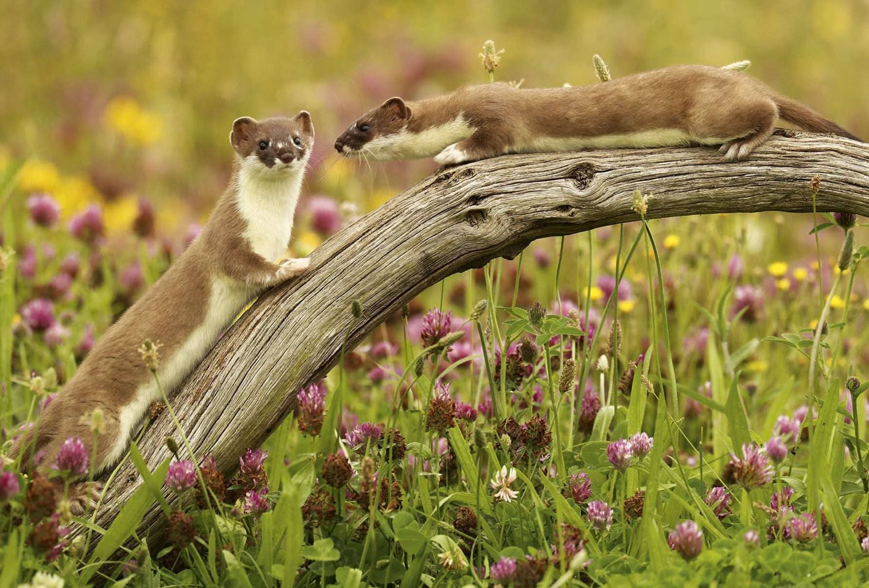 Stoat City | BBC Wildlife - Fishing-Hunting - Read this story on ...