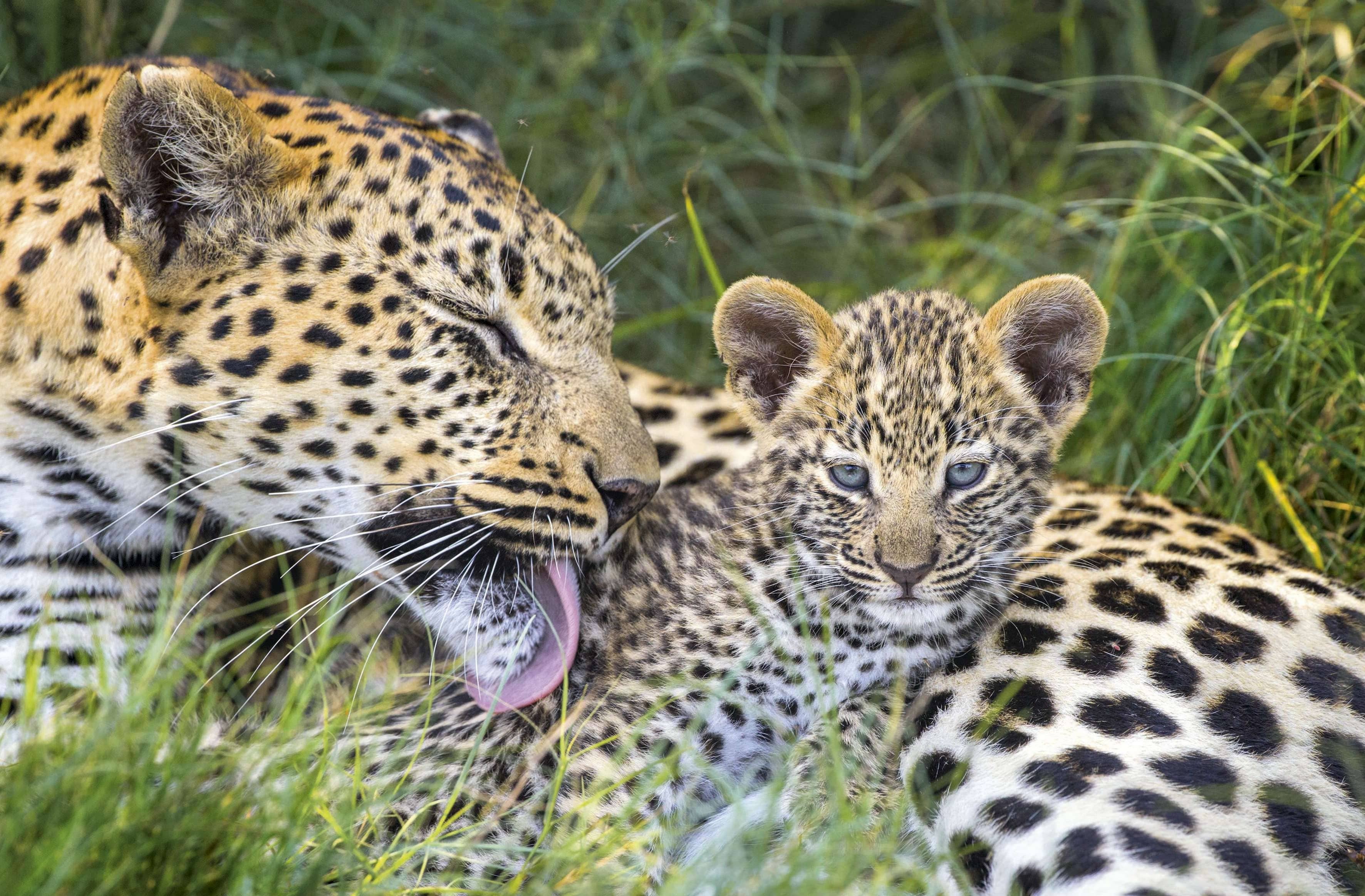A Life With Leopards | BBC Wildlife - Fishing-Hunting - Read this story ...