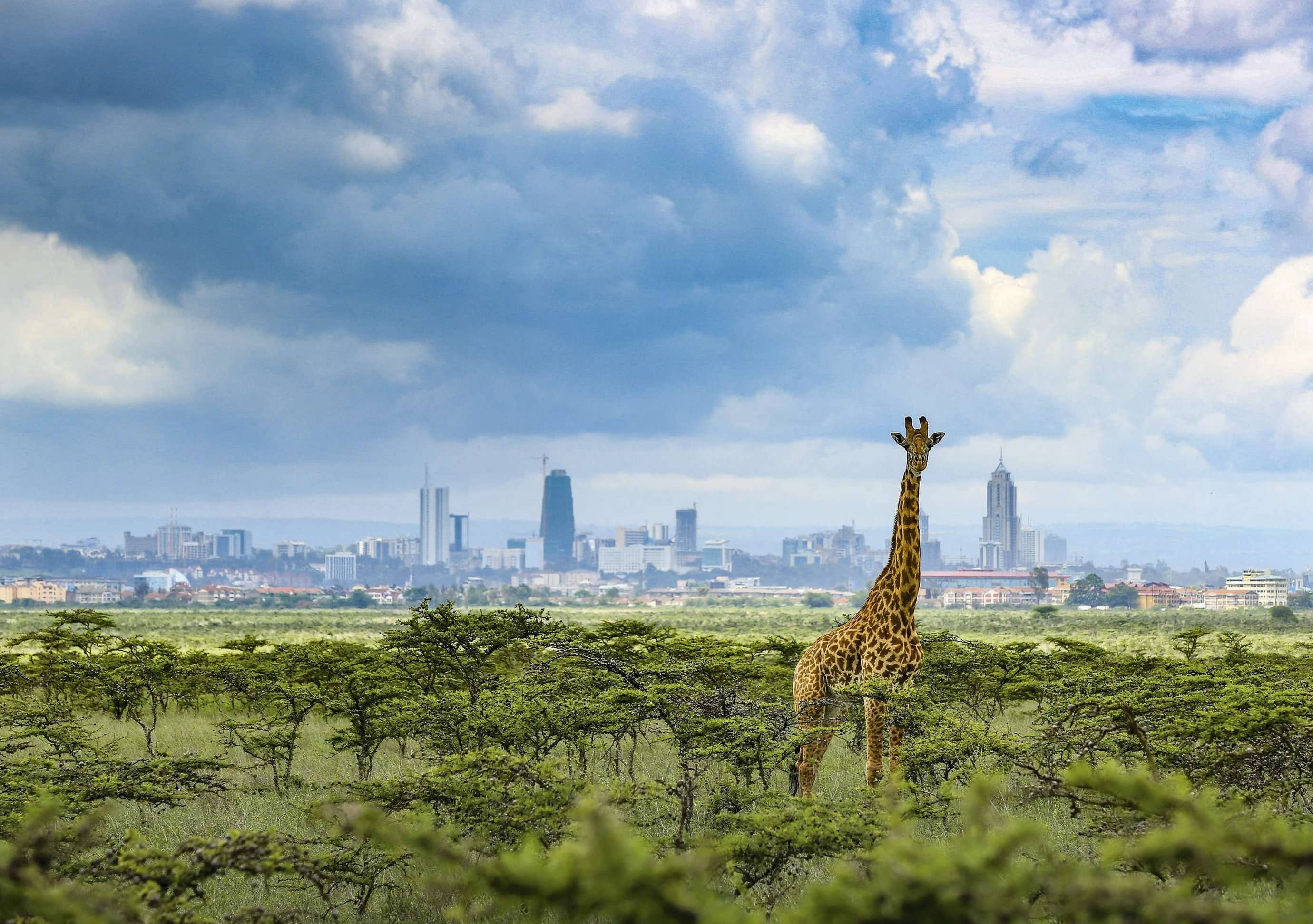 Megafauna In The Metropolis | BBC Wildlife - Fishing-Hunting - Read ...
