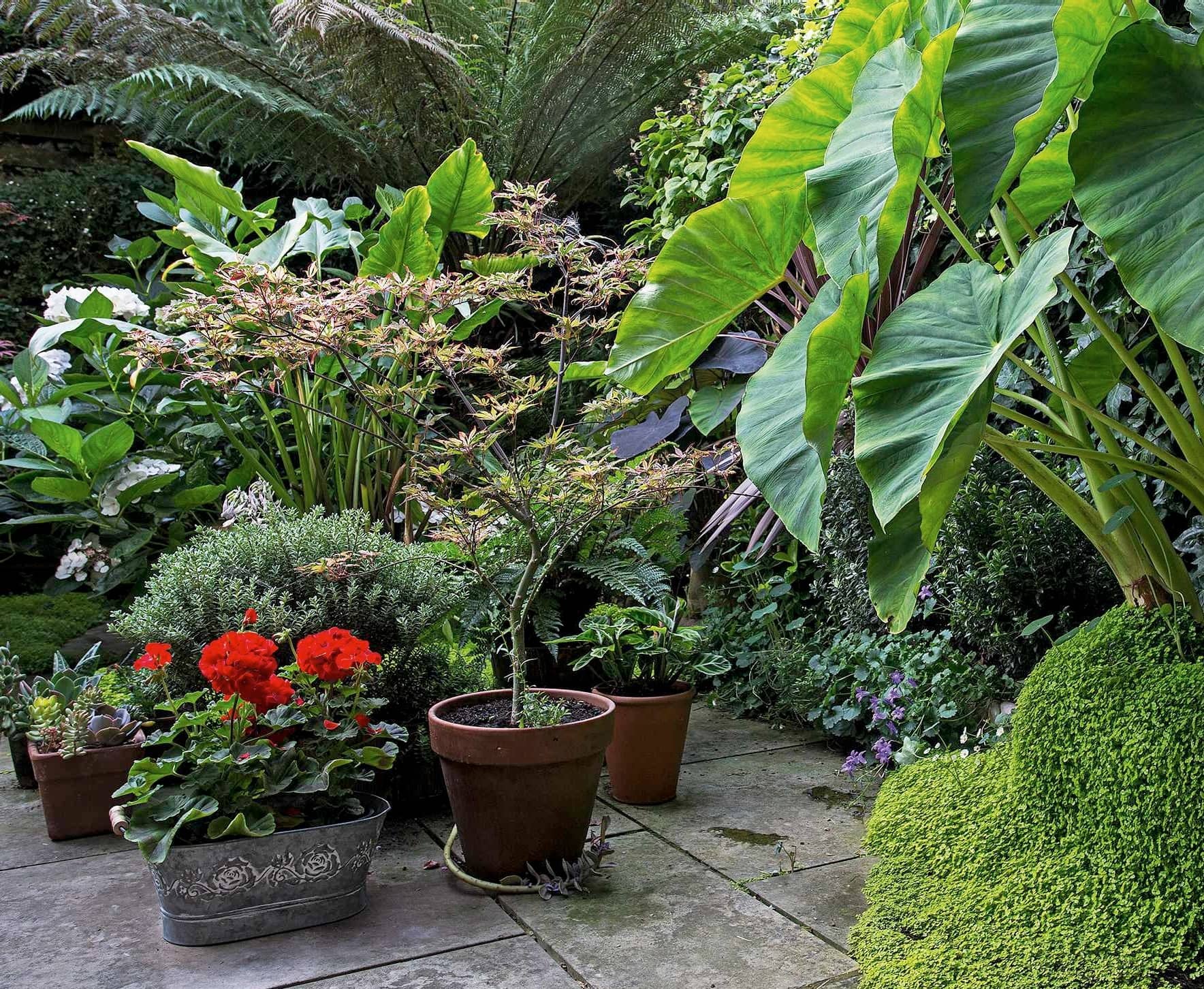 How To Prevent Holiday Disasters | Gardeners World - Home - Read this ...