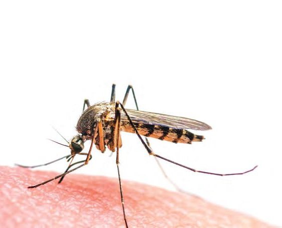Zika Virus Explained Zika Virus Explained